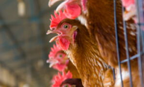 Poule rousse : tout savoir sur la plus célèbre des poules pondeuses