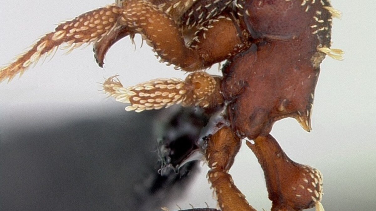 Un site internet répertorie en images la grande famille des fourmis