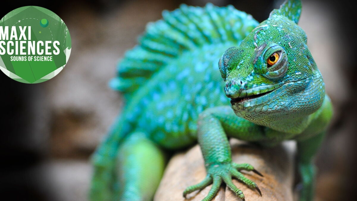 Vol d'insectes, Elon Musk et Pluton, les 8 actus sciences que vous ...