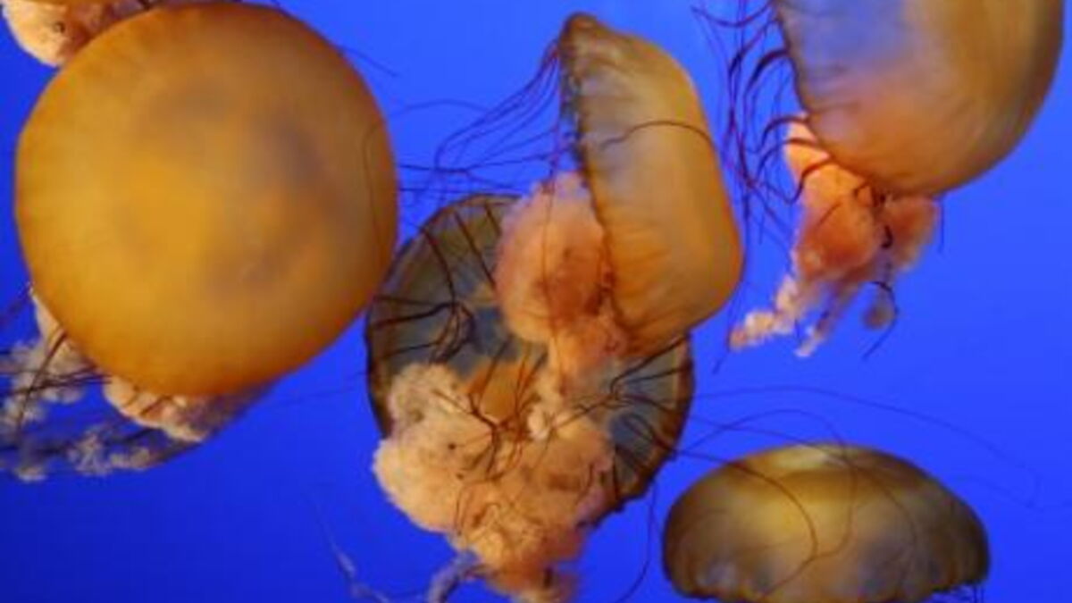 Une méduse immortelle se multiplie aux quatre coins du globe