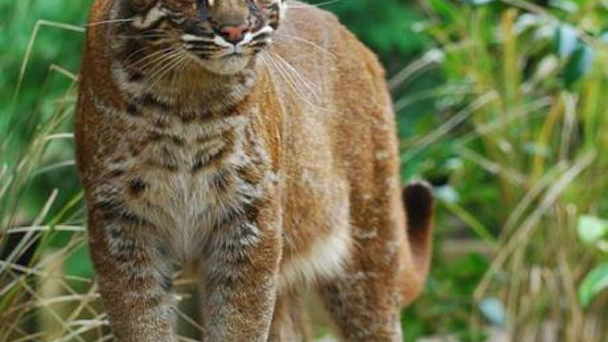 Malaisie : un chat doré d’Asie échappe à la marmite