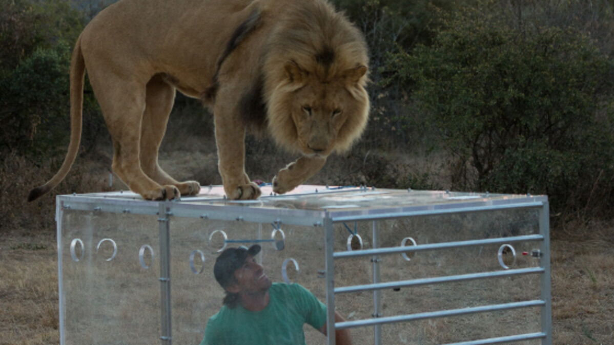 Big Cat Week : plongez dans le monde extraordinaire des grands félins