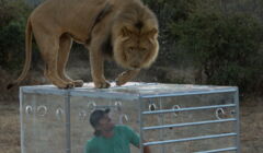 Lion : 5 choses à savoir sur le roi des animaux