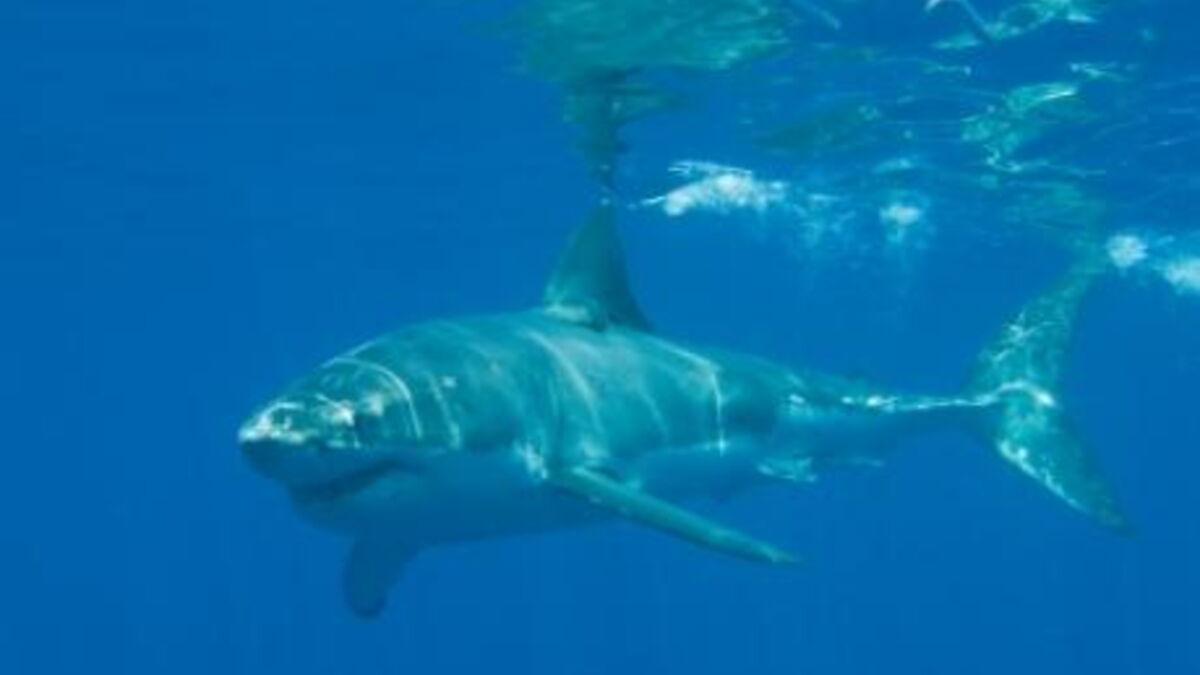 52 % des requins de haute mer sont menacés d'extinction