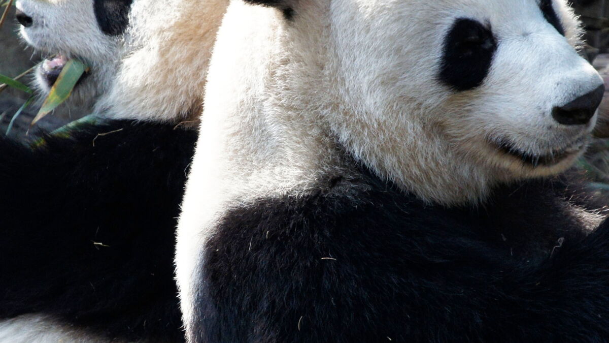 Les deux pandas arriveront dimanche au zoo de Beauval