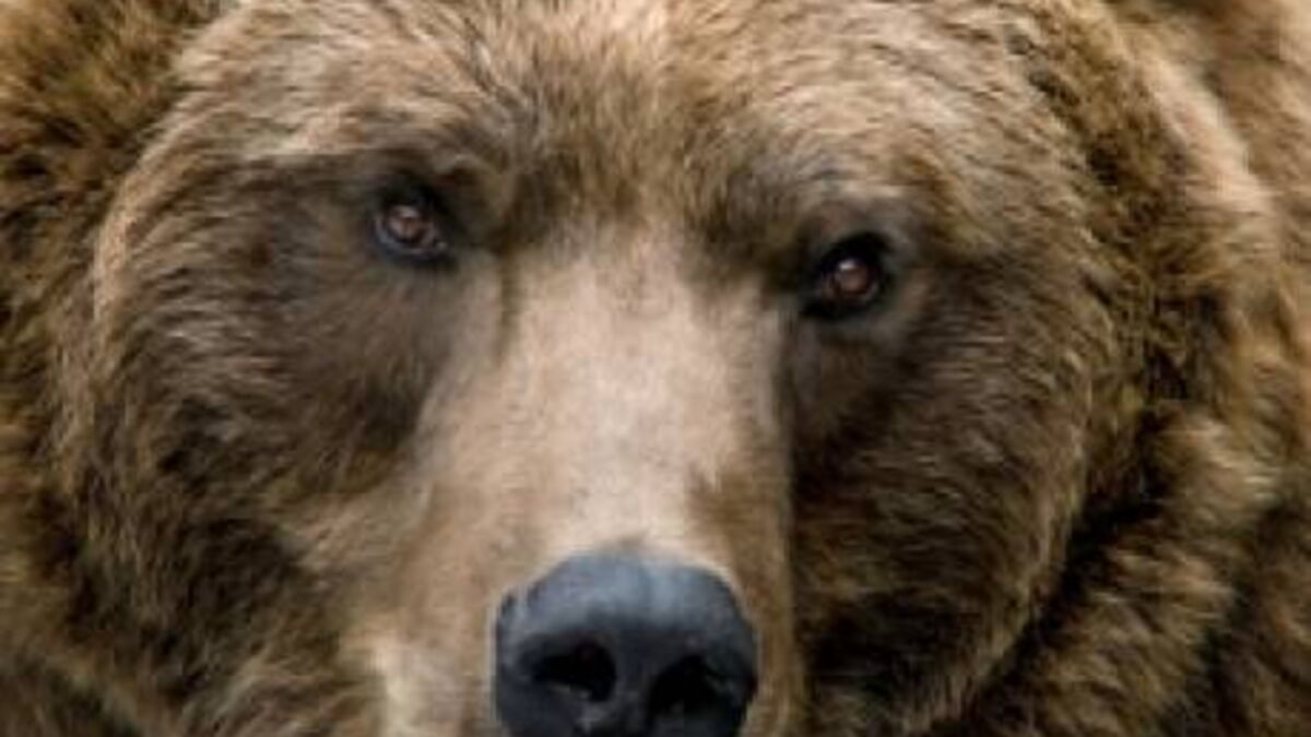 Camille, le dernier ours autochtone des Pyrénées est probablement mort
