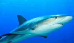 Pourquoi les œufs de requin ont une forme aussi étonnante