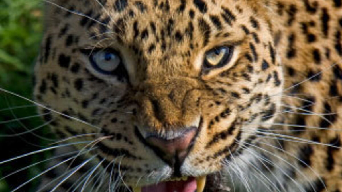 Un couple de léopards transporté dans une réserve du Malawi