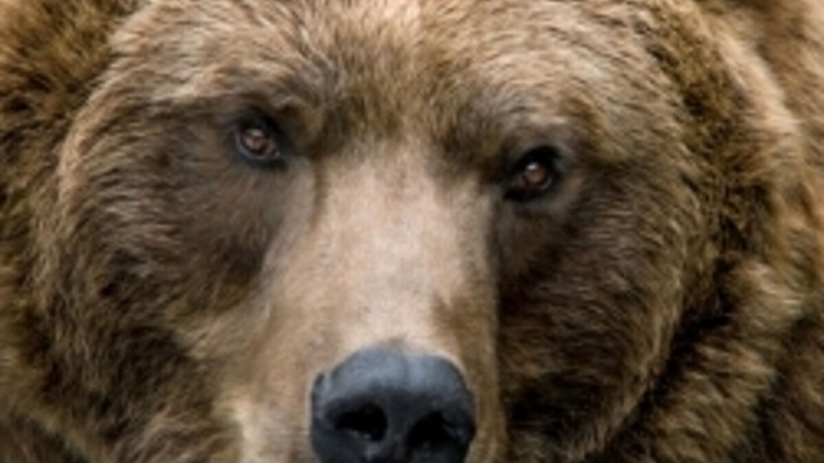 Ours bruns des Pyrénées : Quelle est la population de ces ours en France