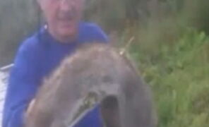 Ces 18 animaux méconnus à l'aspect étonnant pourraient disparaître ...