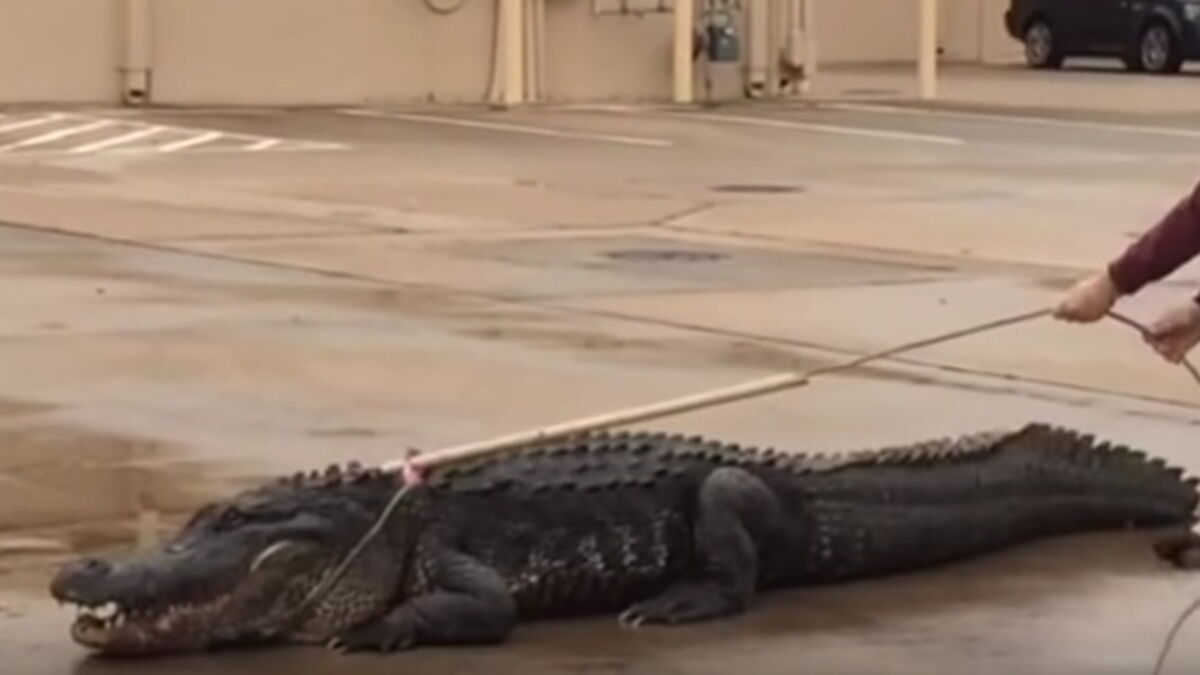 Un énorme alligator surnommé Godzilla s'aventure dans un centre ...