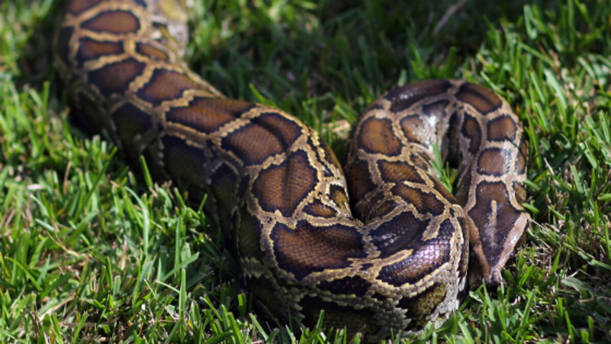 Un python de plus de 4 mètres sème la panique dans un quartier du Missouri
