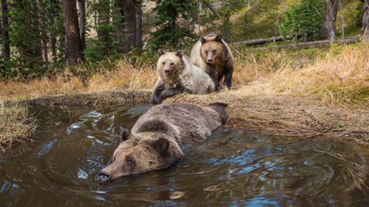 Une rare vidéo dévoile des ours patauger dans une mare à Yellowstone