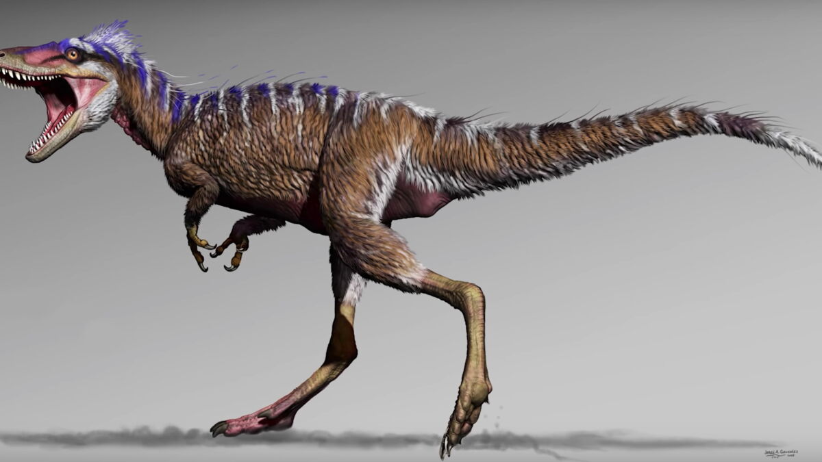 Moros intrepidus : le minuscule ancêtre du T. rex