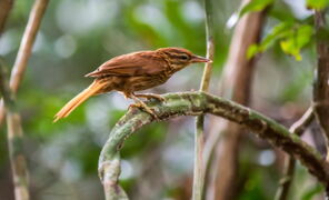 Ces 18 animaux méconnus à l'aspect étonnant pourraient disparaître ...