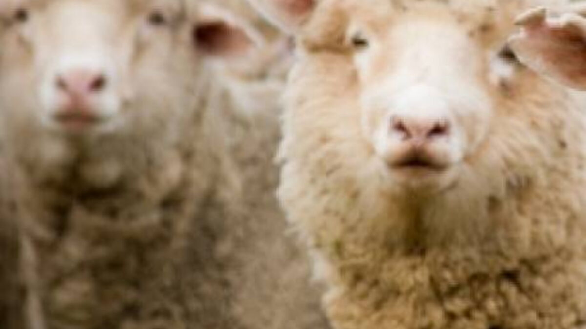 L'Exlana : une espèce de mouton qui n'a pas besoin d'être tondue