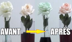 « À fleur de peau » : que signifie cette expression