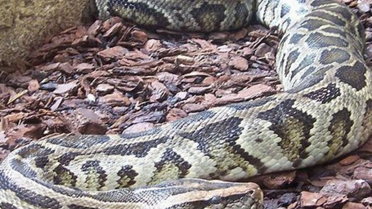 Espèce invasive : le python birman bientôt à la conquête de la Floride