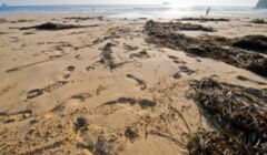 Qu’est-ce qu’une vague scélérate, ce phénomène marin extrême