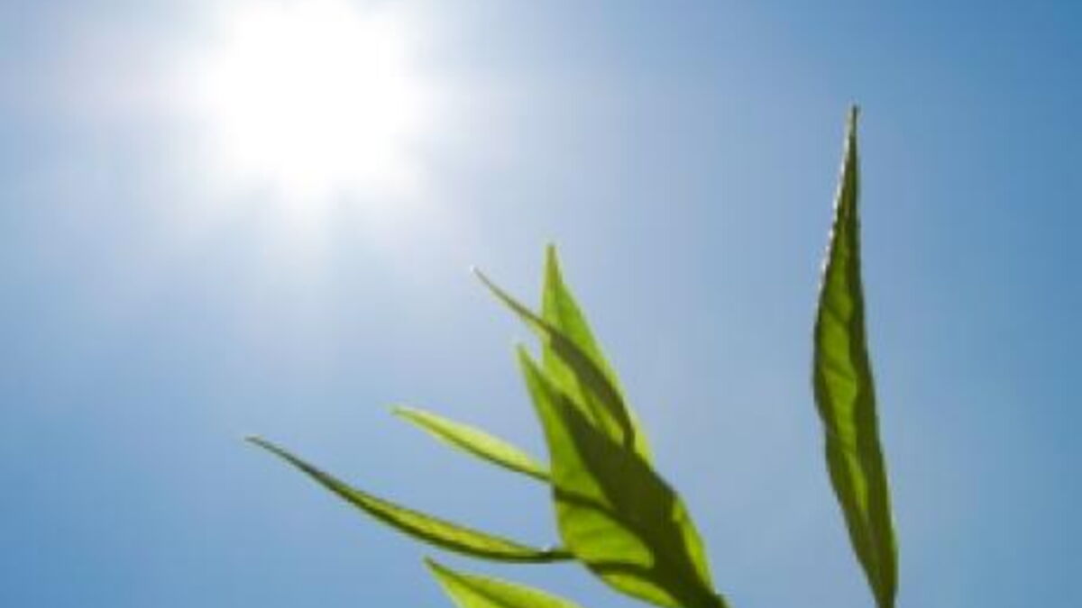 Été 2009: cinquième été le plus chaud depuis 1950