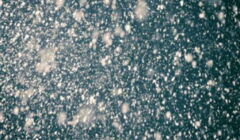 Le Dahu : tout savoir sur l'animal mythique du folklore français