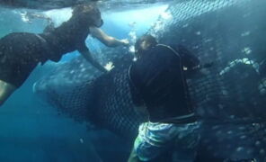 Pourquoi les œufs de requin ont une forme aussi étonnante