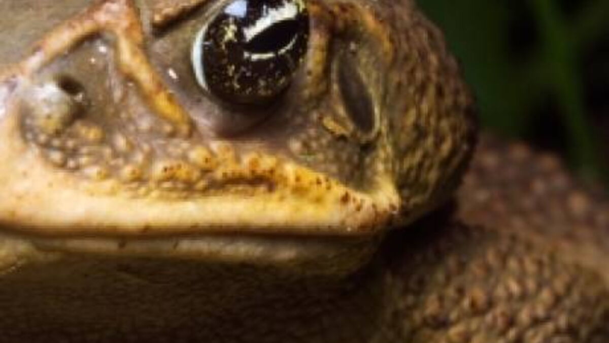 Espèce invasive : les gènes "colonisateurs" du crapaud buffle