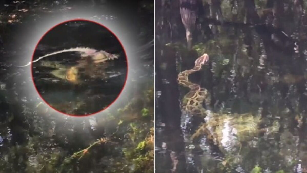 Quand un alligator s'engage dans un redoutable combat contre un énorme ...