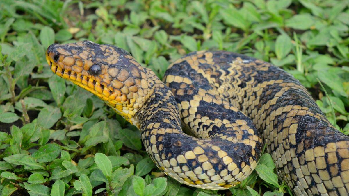 Le boa le plus rare sur Terre redécouvert vivant plus de 60 ans après ...