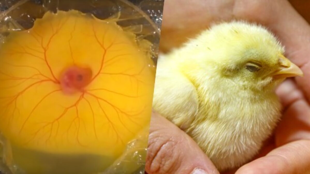 Un poussin peut-il grandir hors d'un oeuf ? Des étudiants japonais ...