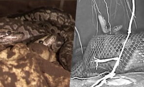 Quand un python géant régurgite un énorme varan en Thaïlande