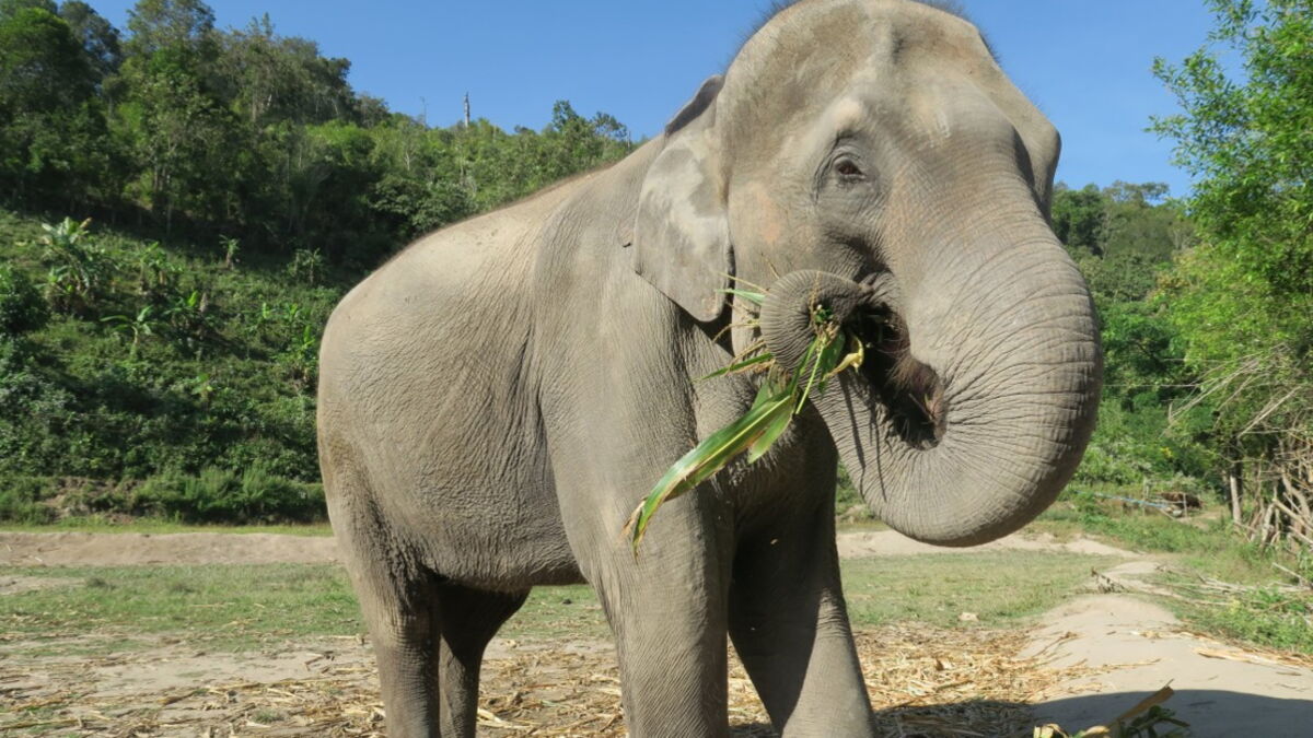 Elephant Haven : le premier sanctuaire pour éléphants d'Europe poursuit ...