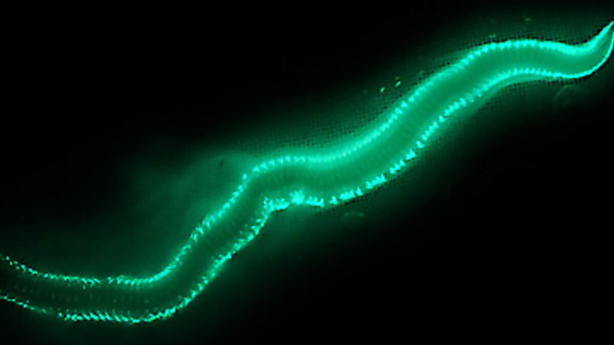 L'étrange phénomène de ces vers qui se mettent à briller quelques nuits ...