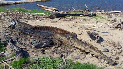 Le ''Bloop'', ce son mystérieux des abysses qui intrigue les chercheurs ...