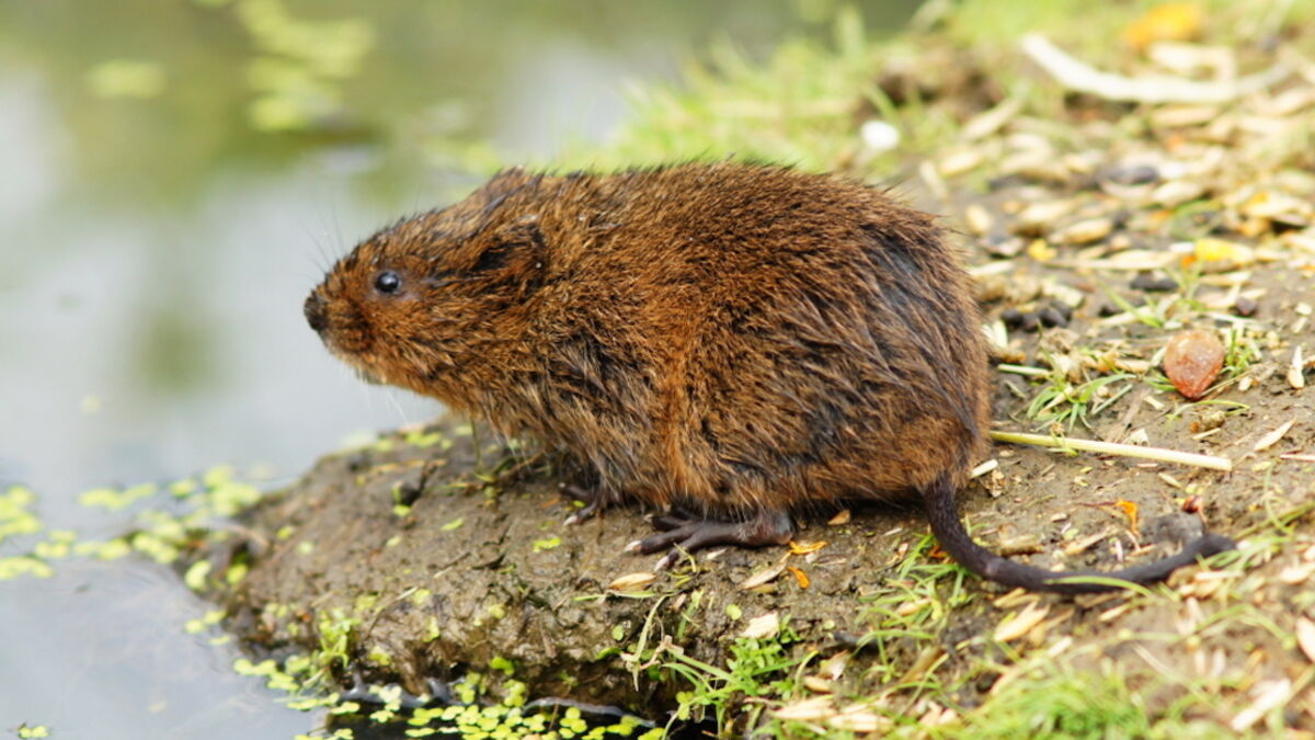 Après 30 ans de disparition, cet adorable petit rongeur fait son retour ...