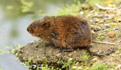 La gerbille : tout savoir sur ce petit rongeur vif et curieux que l’on ...