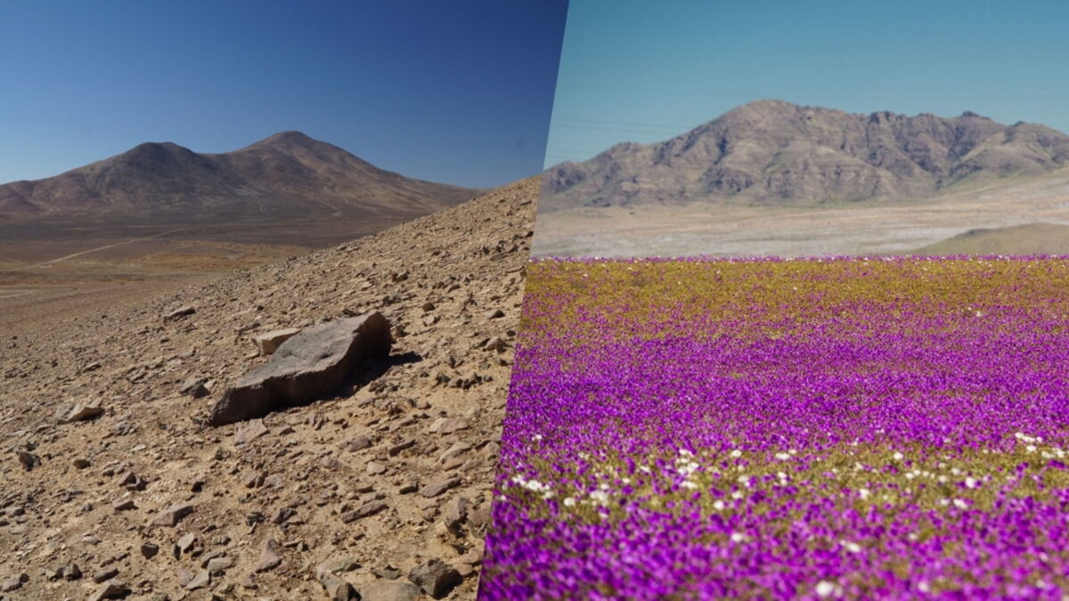 Le désert d'Atacama, l'un des plus arides, est maintenant couvert de fleurs