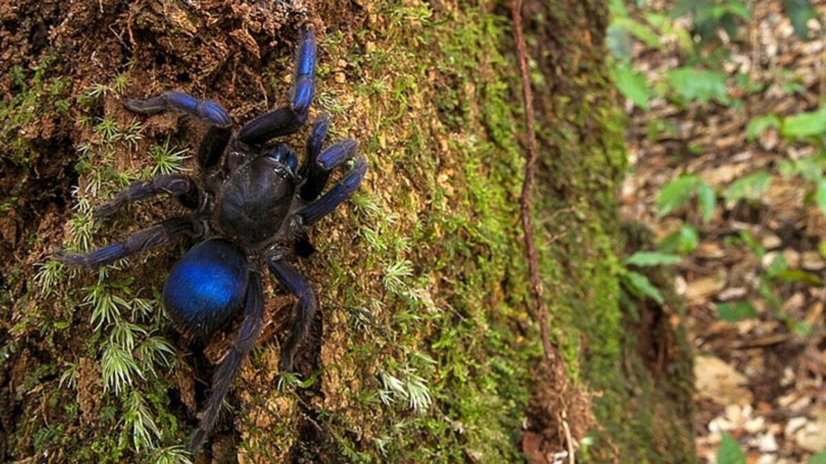 Un scientifique rencontre une incroyable mygale bleue au Guyana