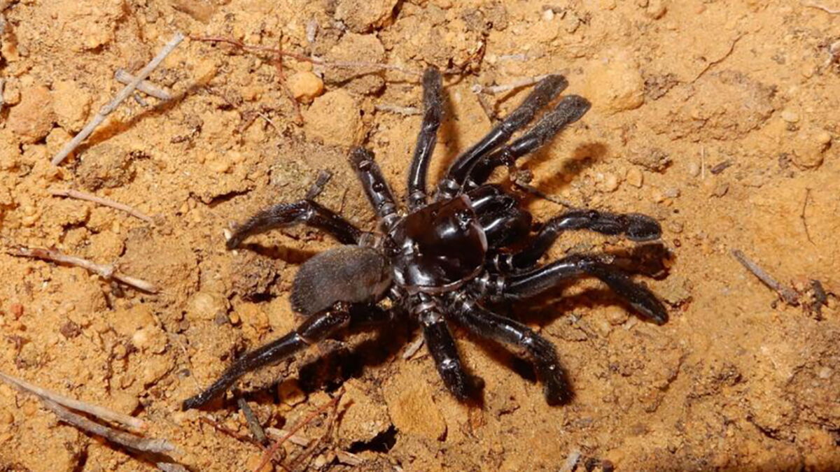 Numéro 16, la plus vieille araignée connue au monde est morte en Australie