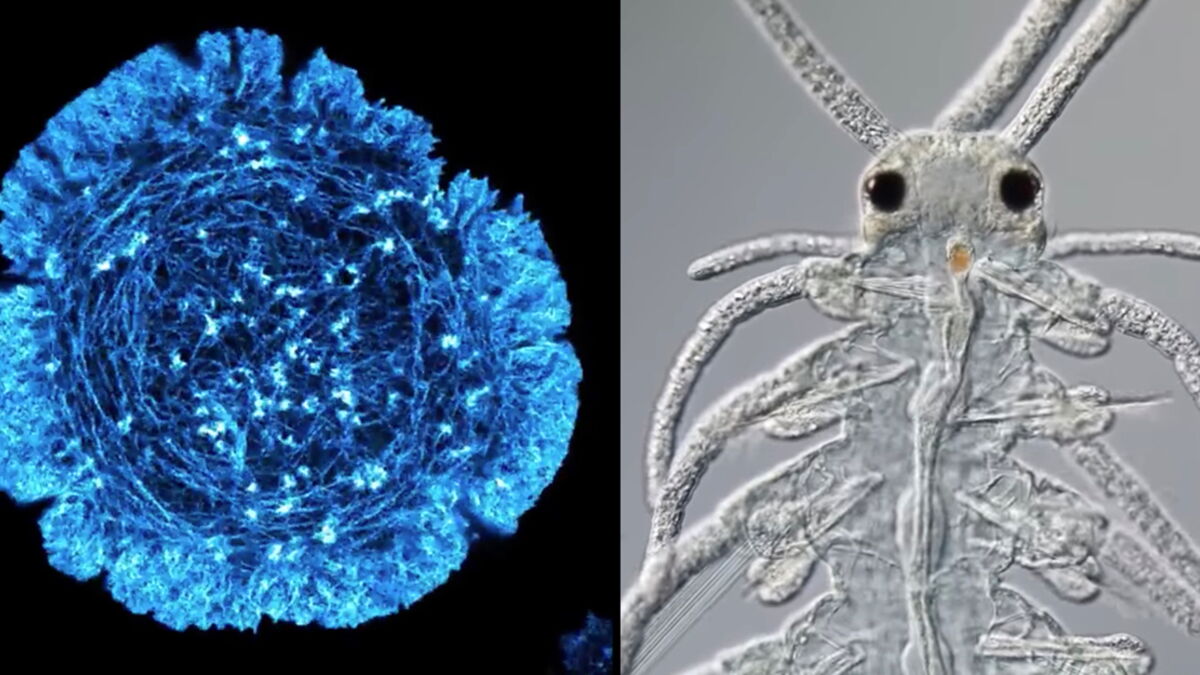 Nikon Small World in Motion : découvrez les étonnantes vidéos des ...