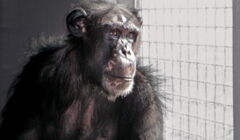 Etats-Unis : Il vivait avec 20 pythons chez lui (Photos)