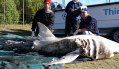 Extinction du mégalodon : le mystère autour de la disparition du plus ...