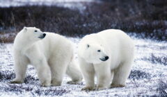 Animaux de la banquise : ces 5 espèces ont su s’adapter à des ...