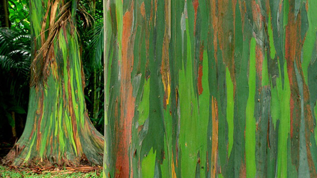 L'eucalyptus arc-en-ciel, un arbre incroyable au tronc multicolore