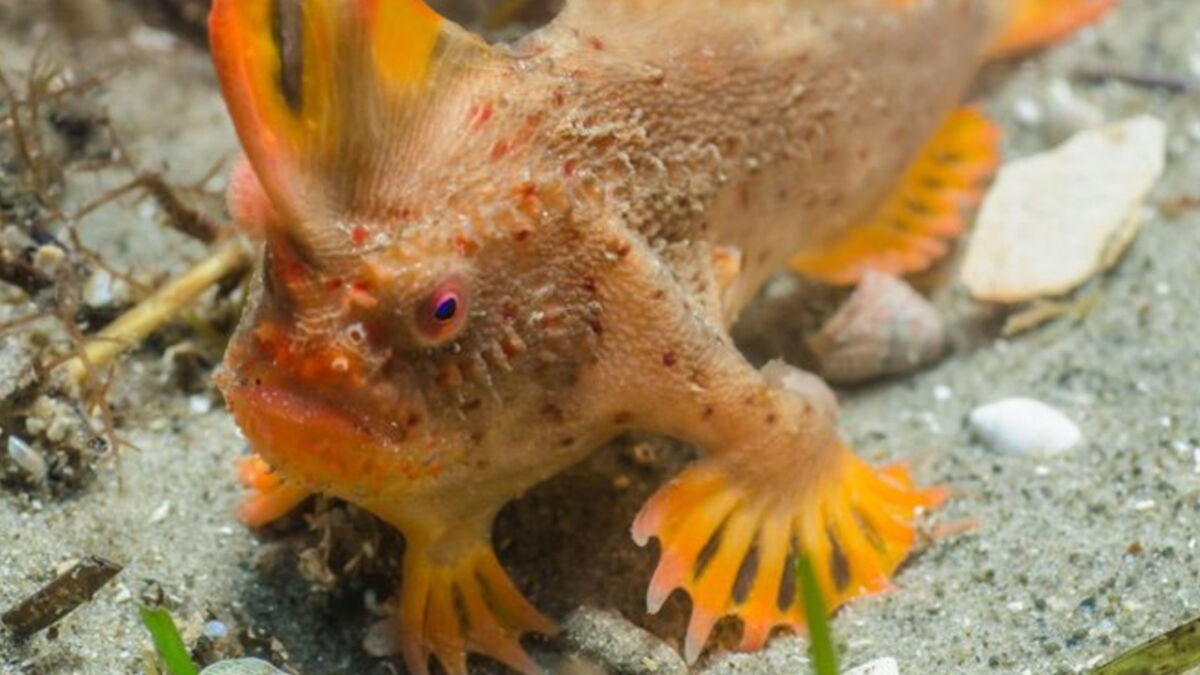 En Tasmanie L un Des Poissons Les Plus Rares Au Monde Double Ses Effectifs