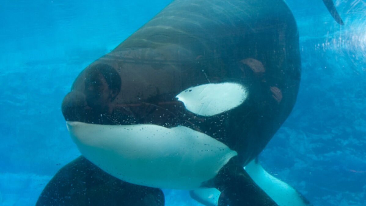 Tilikum, la célèbre "orque tueuse" de SeaWorld et Blackfish est morte