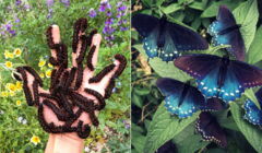 Mothman : quelle est l'histoire de l’homme-papillon qui a semé la ...