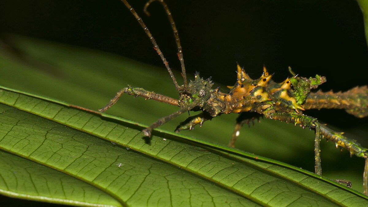 Les phasmes ont trouvé une technique fascinante pour "survivre" à leurs prédateurs