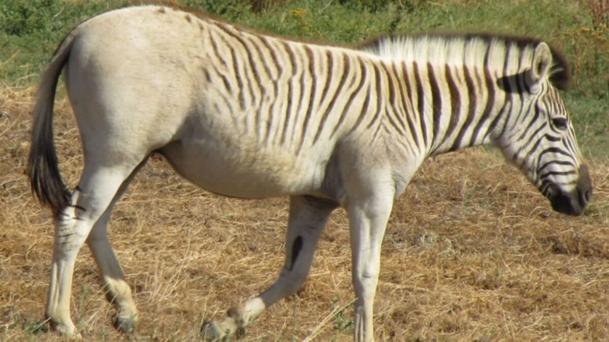 Le quagga, une espèce éteinte depuis 130 ans revient à la vie en ...