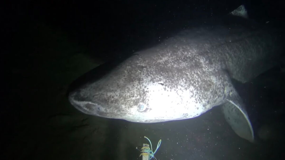 Des images rares de requins du Groenland capturées dans les eaux de l ...
